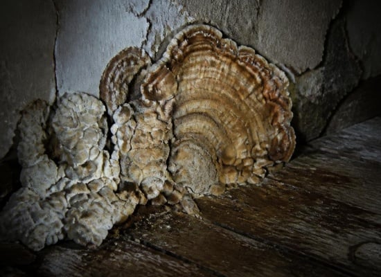 Comment identifier le polypore des caves et le supprimer